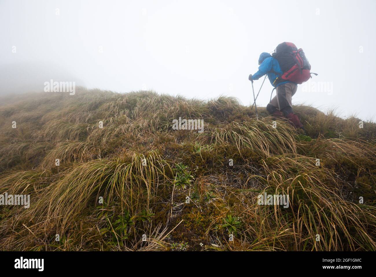Tramper walking in bad weather on the Southern Crossing route, Tararua ...