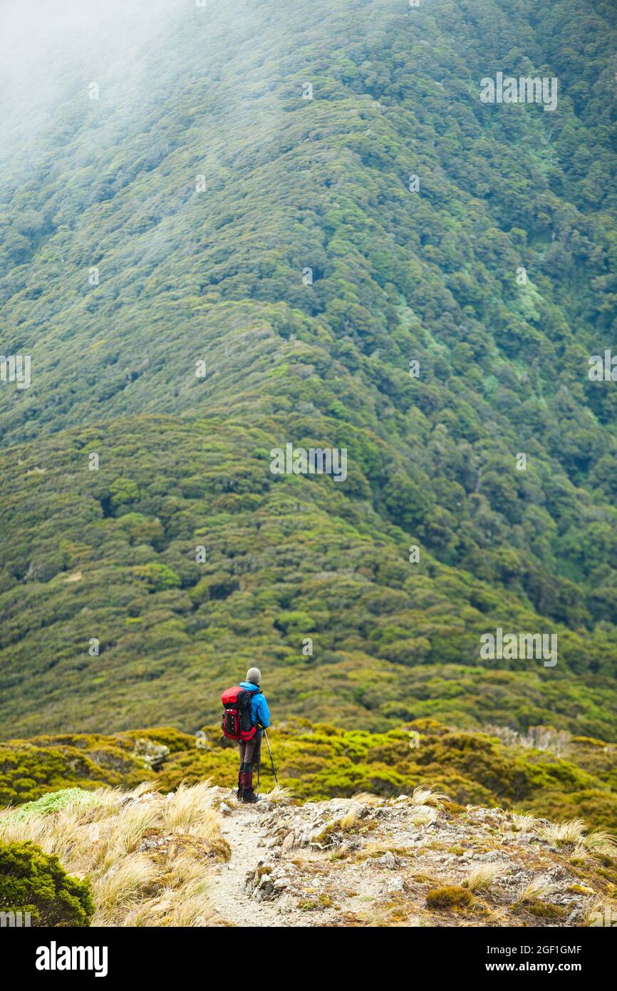 Tramper standing above bush covered ridge line on Southern Crossing ...