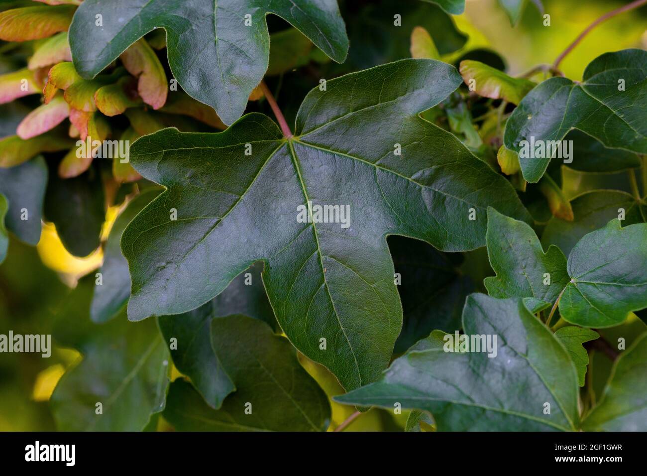 Acer campestre leaf Stock Photo - Alamy