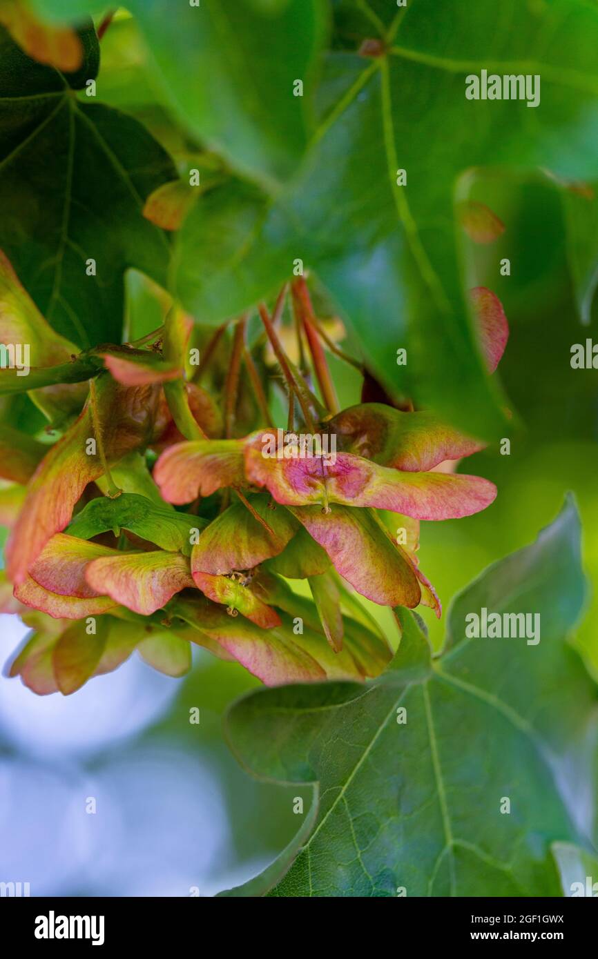 Acer campestre fruit Stock Photo - Alamy