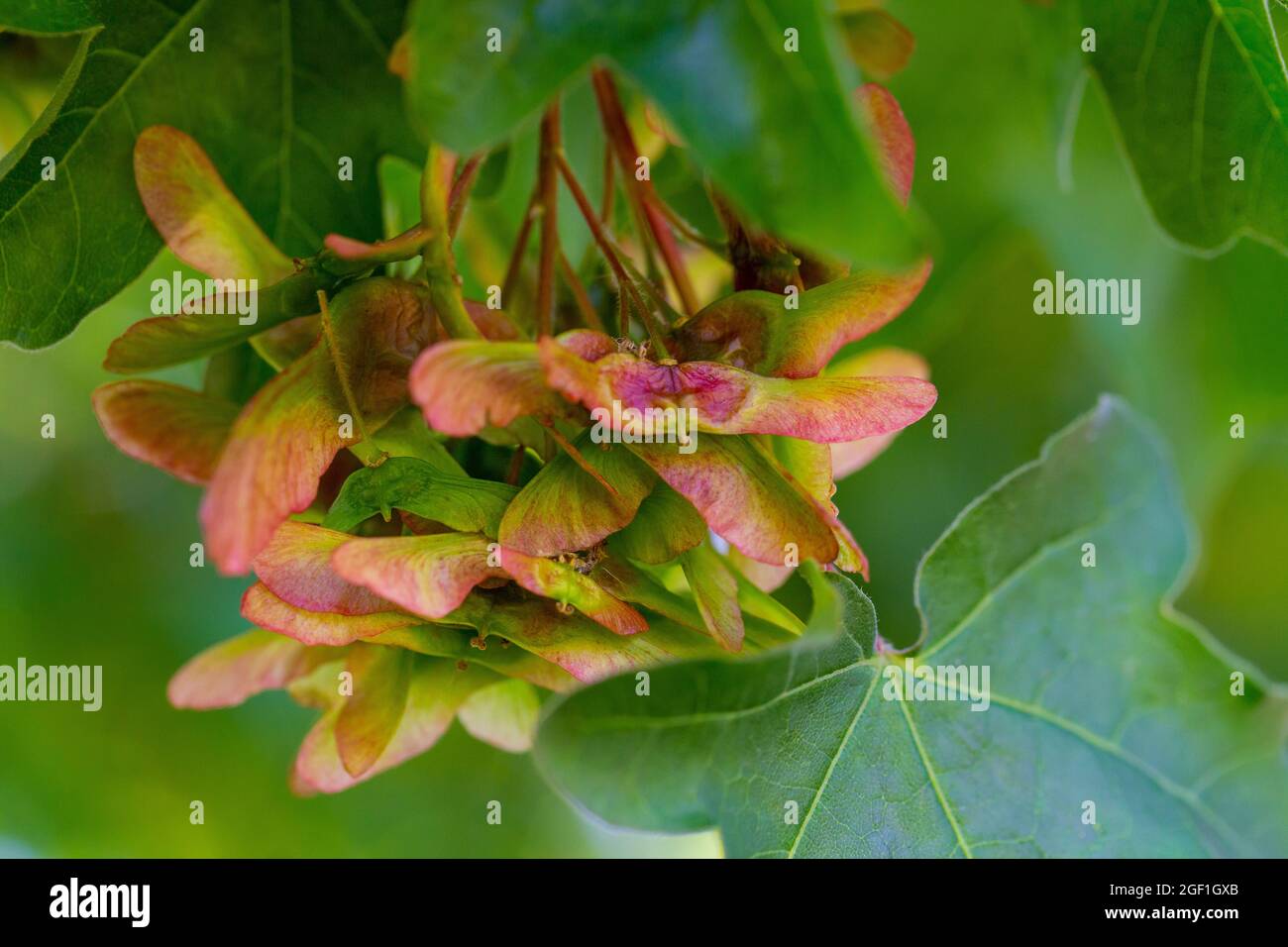 Acer campestre fruit Stock Photo - Alamy