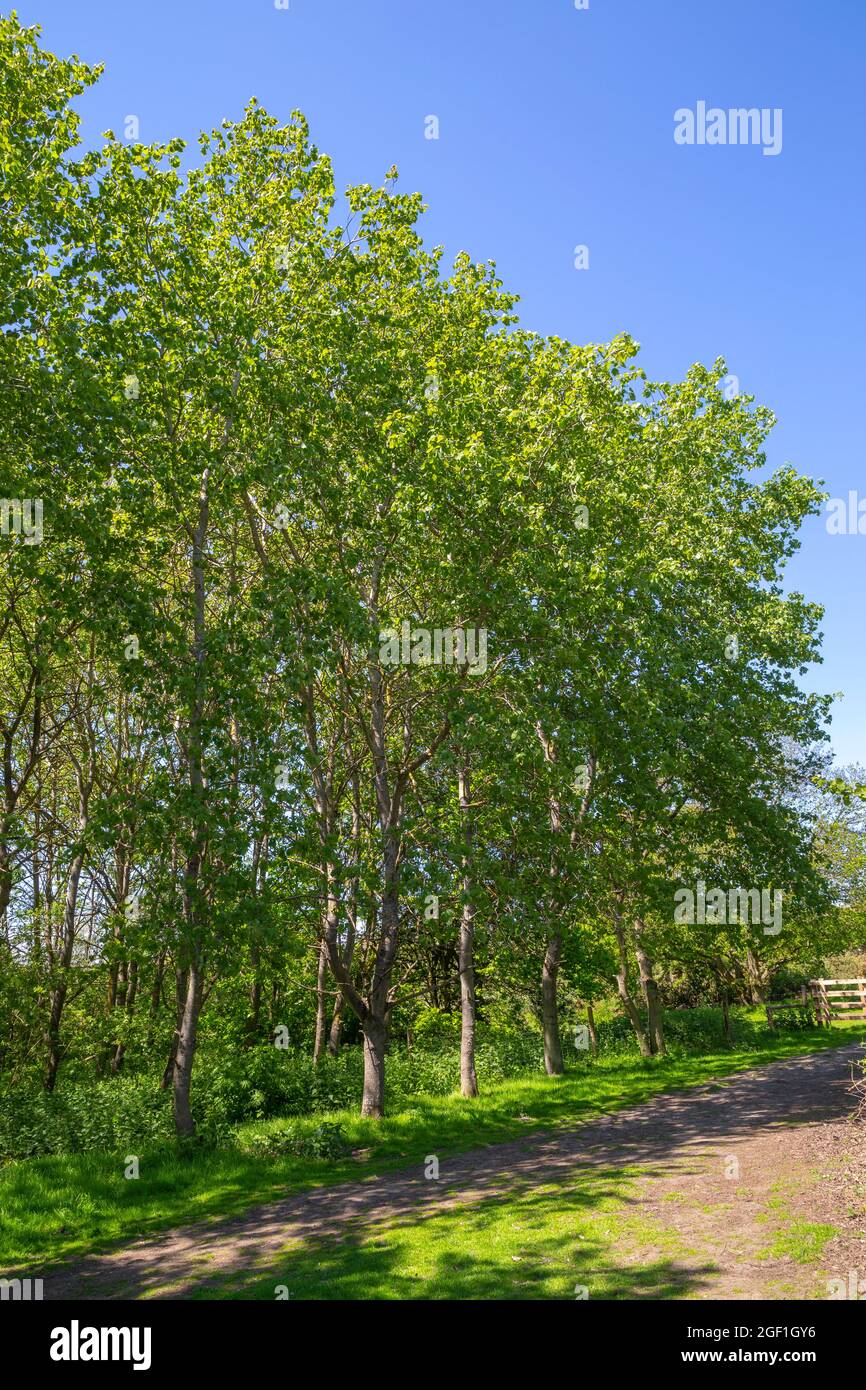Row of Populus tremula trees beside a path Stock Photo - Alamy