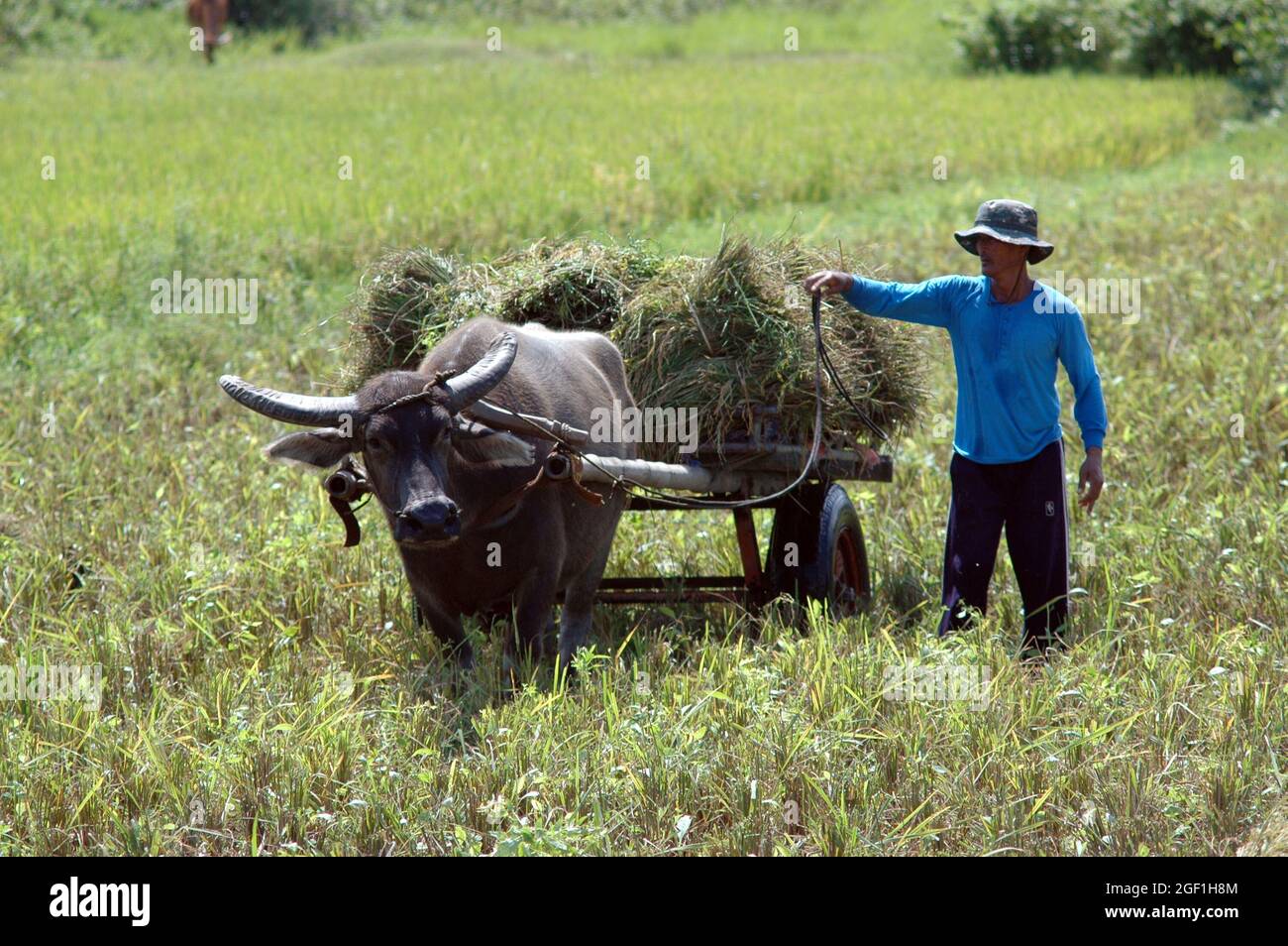 BANAUE, PHILIPPINES - Nov 01, 2019: The traditional farmer in rice ...