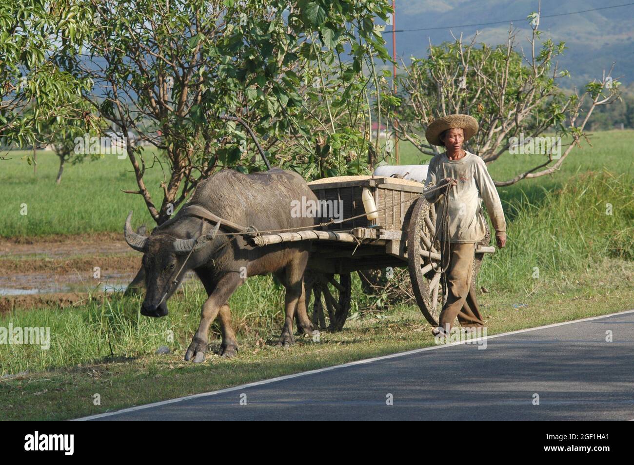 BANAUE, PHILIPPINES - Nov 01, 2019: The traditional farmer in rice ...
