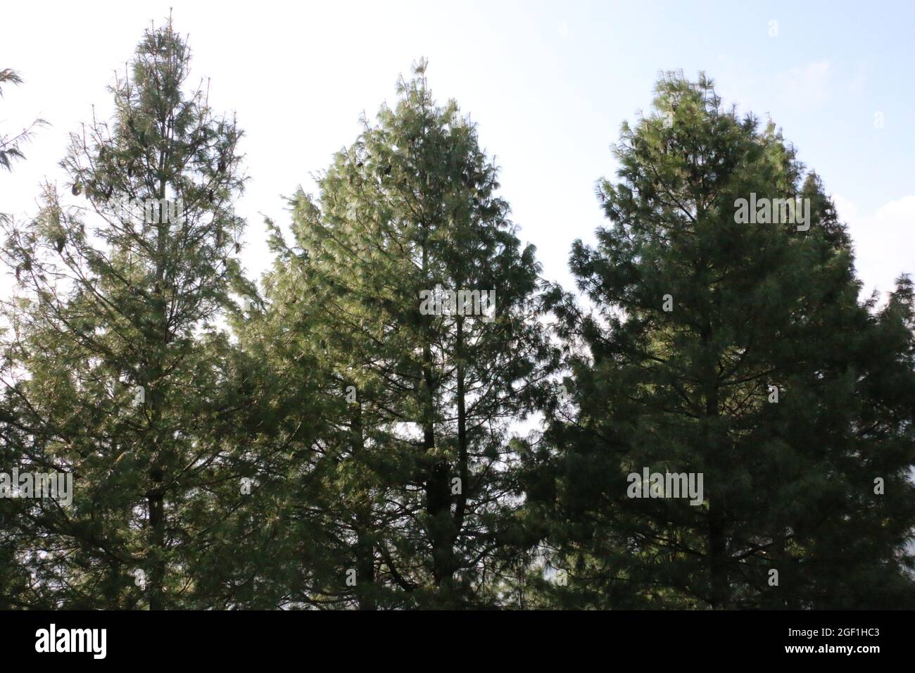 Three long trees isolated nice background Stock Photo - Alamy