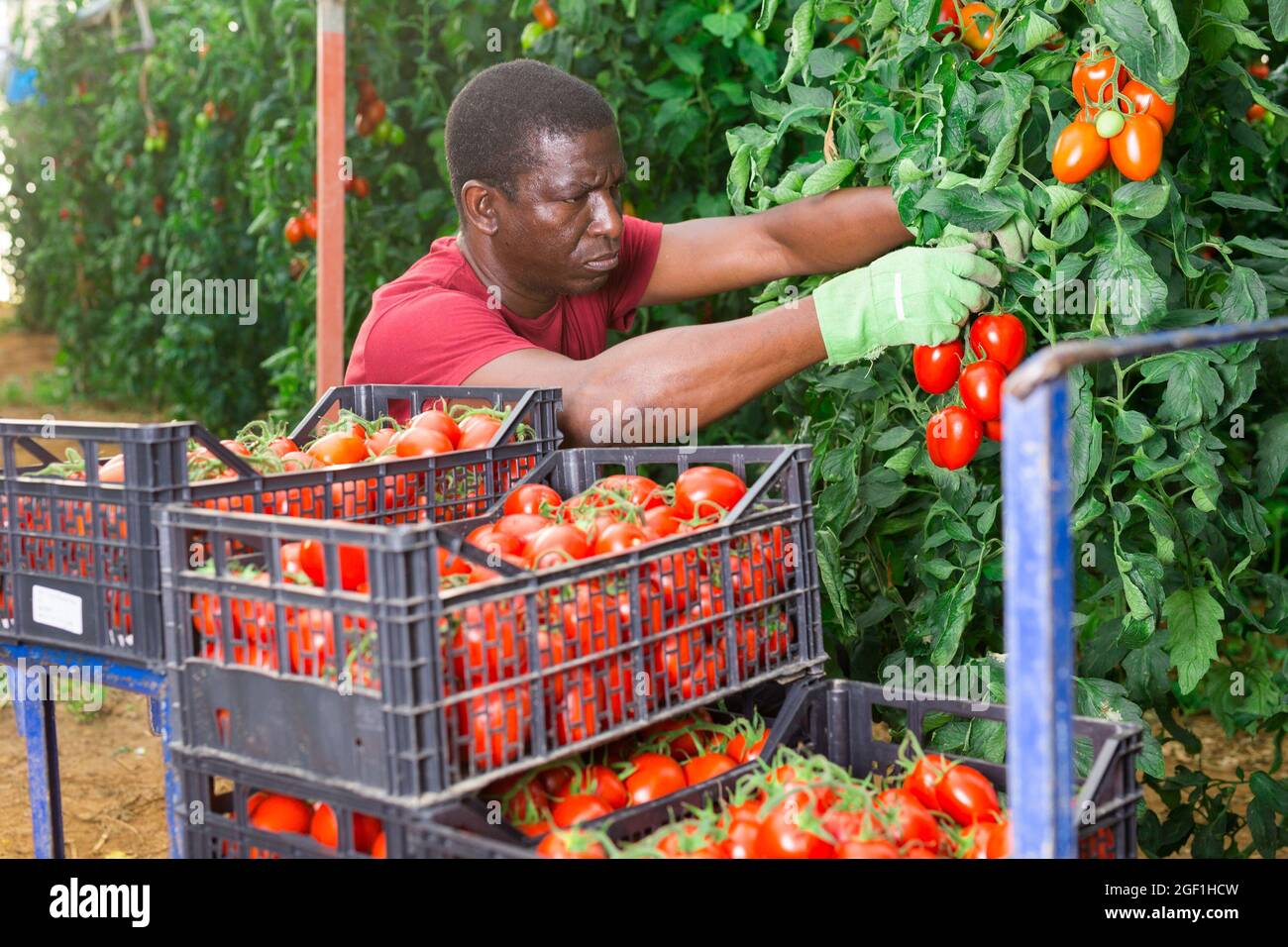 African american garden tomatoes hi-res stock photography and images ...