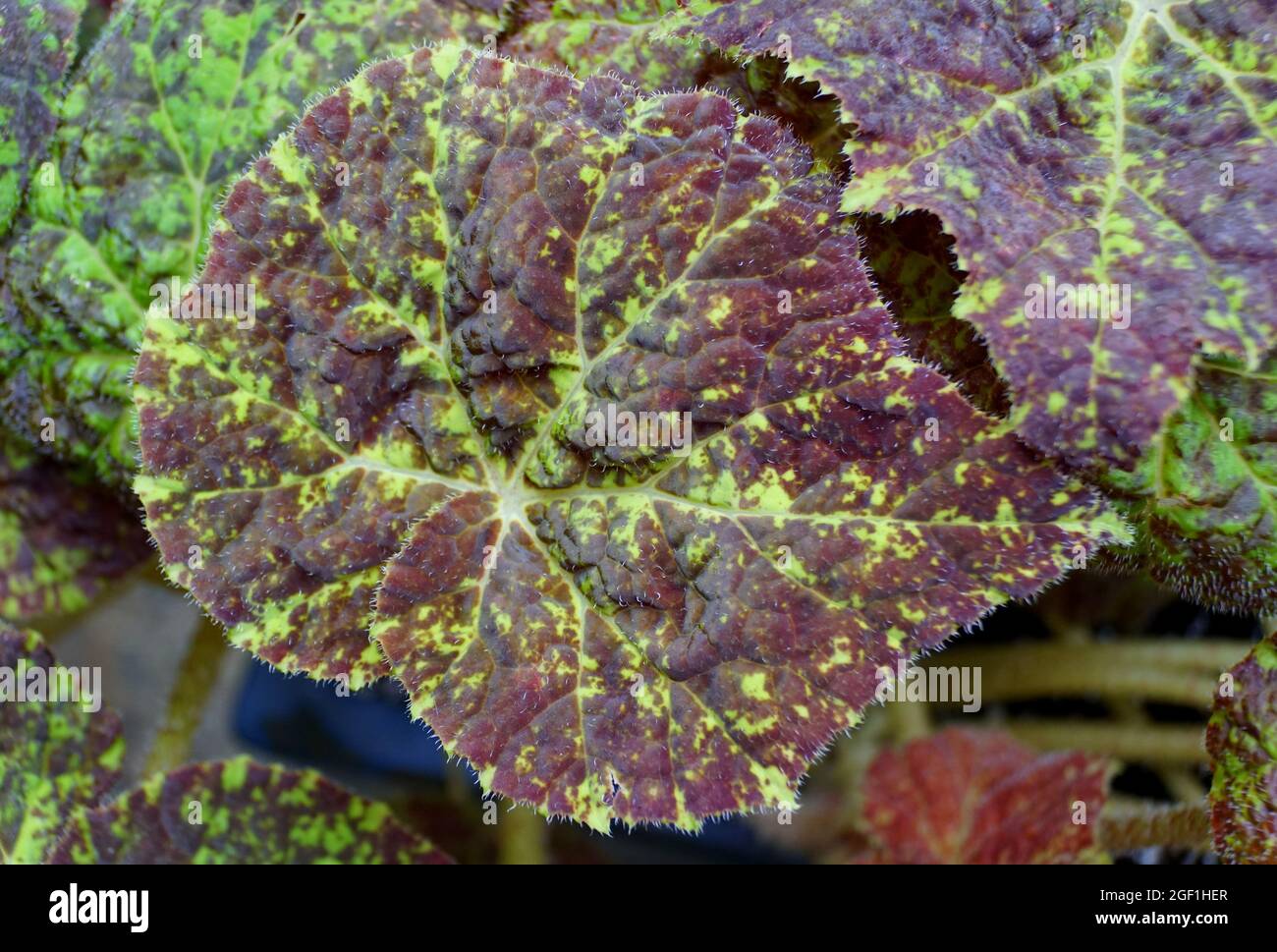 A beautiful leaf pattern and shape of Begonia Marmaduke plant Stock ...