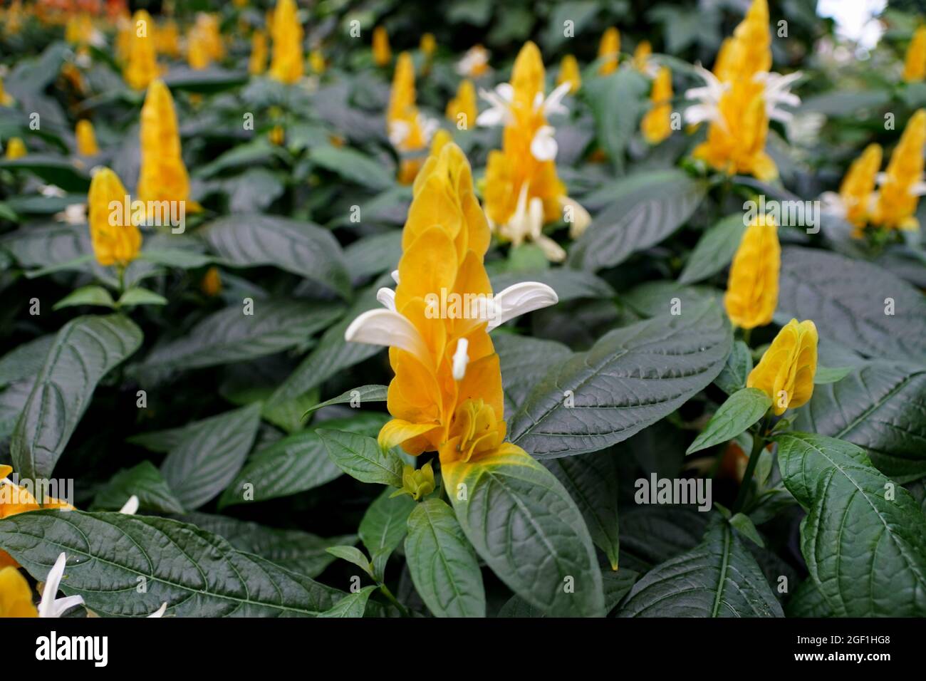 Lollipop flowers hi-res stock photography and images - Alamy