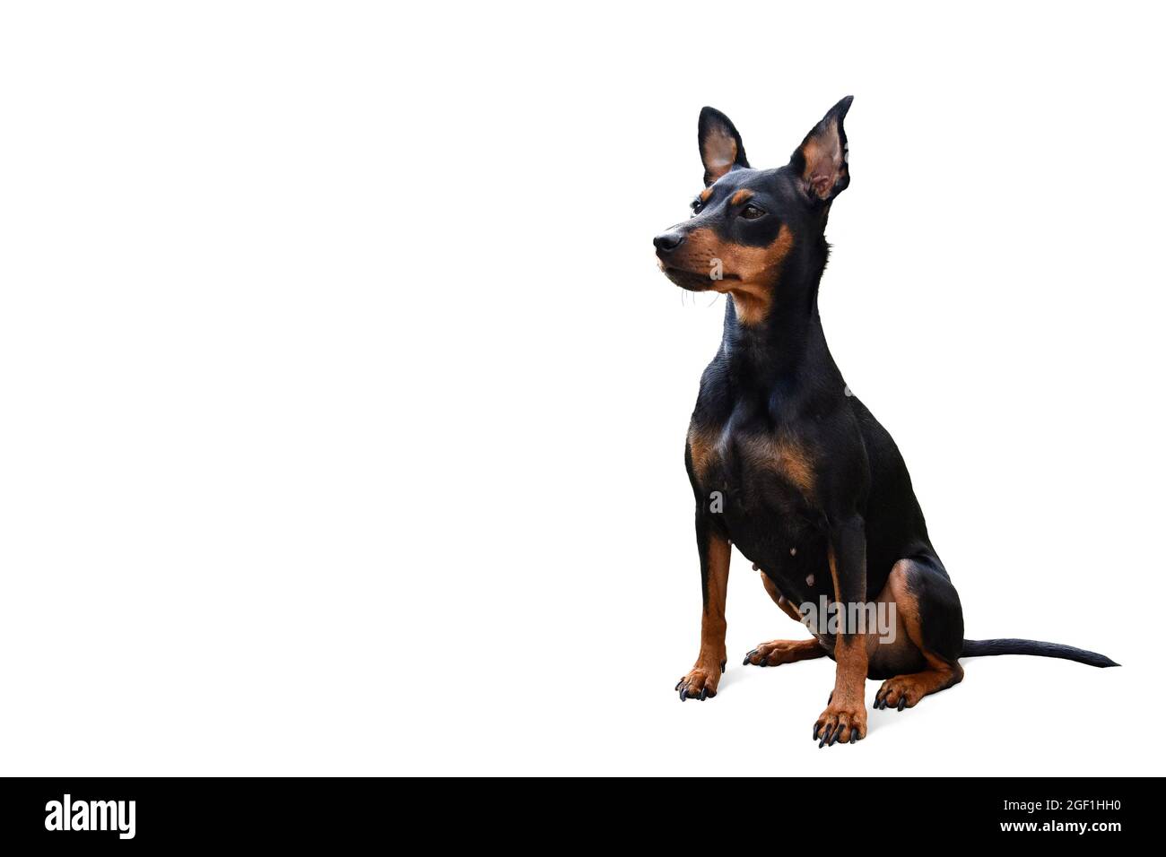 Animal hund Cut Out Stock Images & Pictures - Alamy