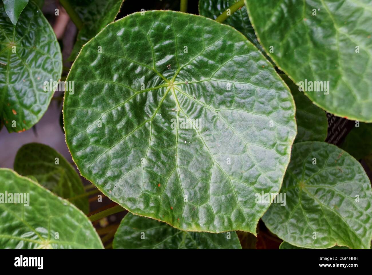 A beautiful leaf pattern and shape of Rhizomatous Begonia Phuthoensis ...