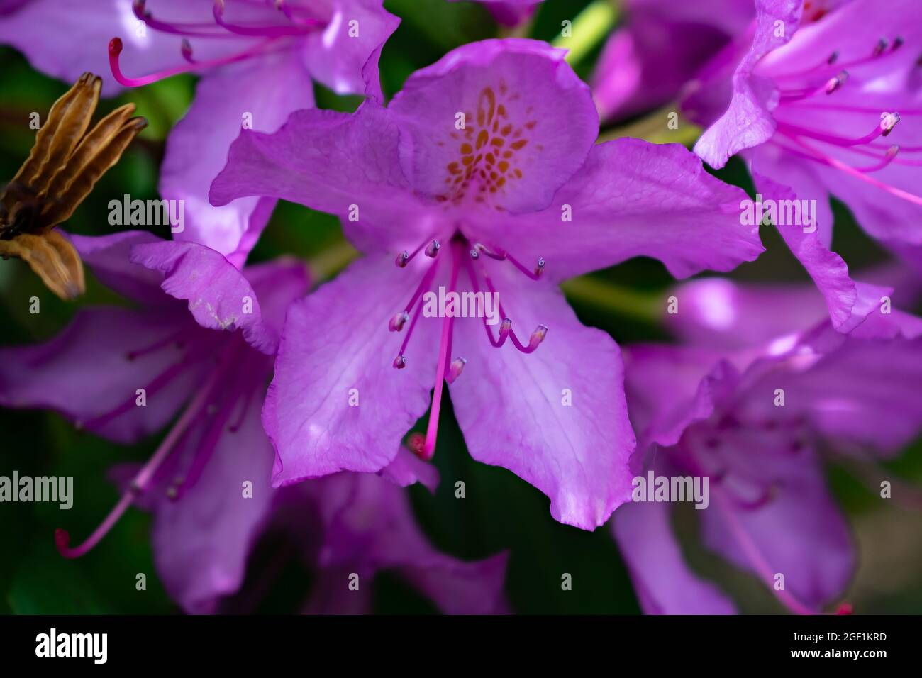 A close up of pink flowers against a blurred green tree background ...
