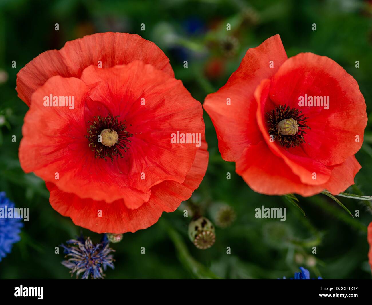 Two vibrant poppy flowers hi-res stock photography and images - Alamy