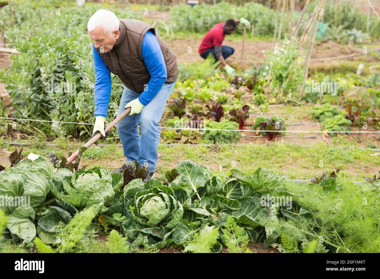 Aged man hoeing between vegetable seedlings Stock Photo - Alamy