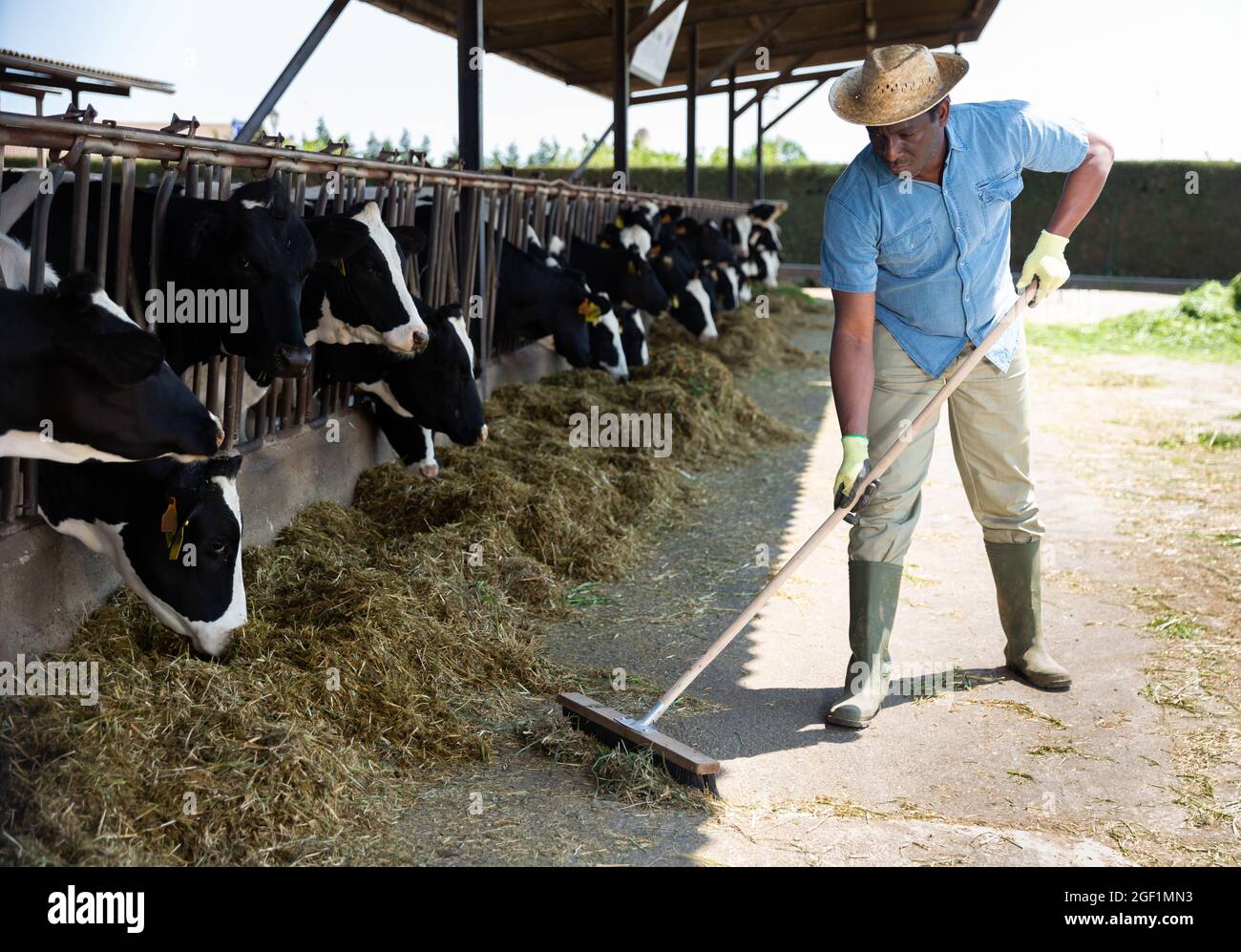 Hardworking african american man rakes hay into one pile Stock Photo ...