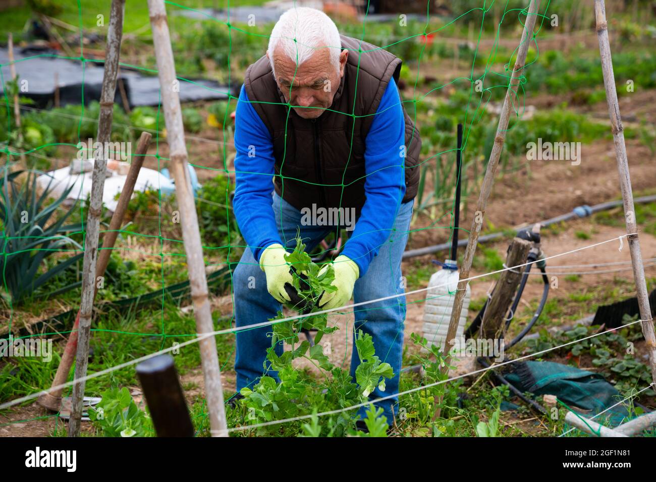Aged gardener tying up pea plants Stock Photo - Alamy