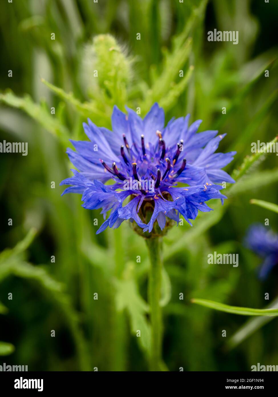 Wildflowers wildflower cornflower meadow hi-res stock photography and ...
