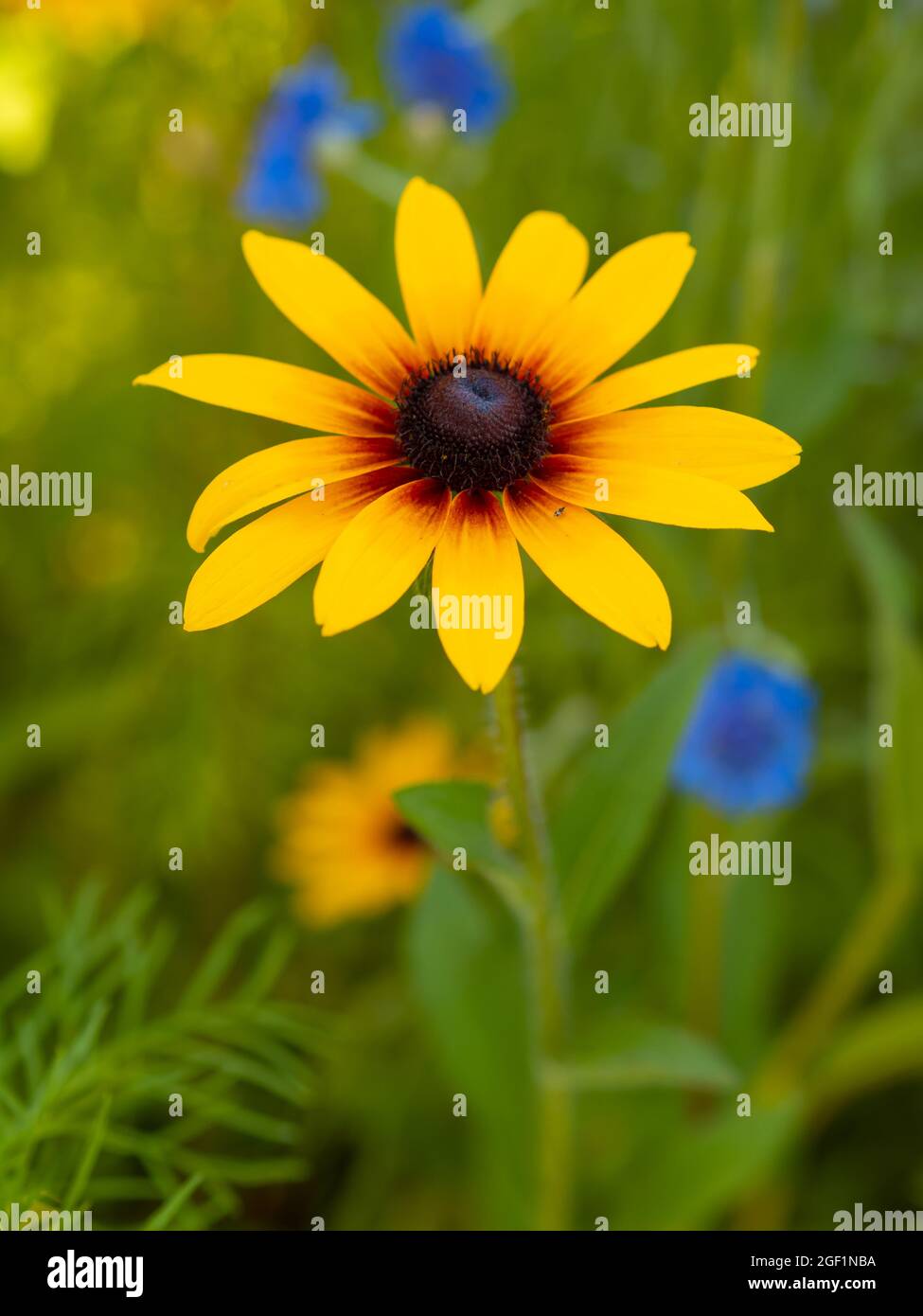 Cornflower yellow color hi-res stock photography and images - Alamy