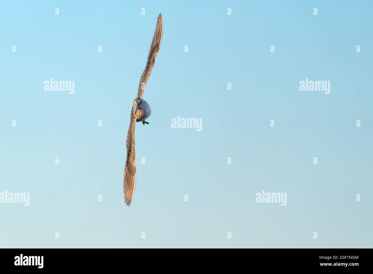 Short-billed Dowitcher flying vertically straight towards the camera ...