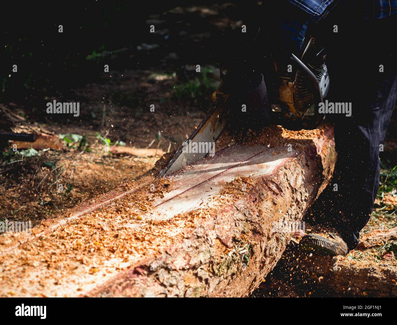 The big log, trees are being cut with old chainsaw by lumberjack worker ...
