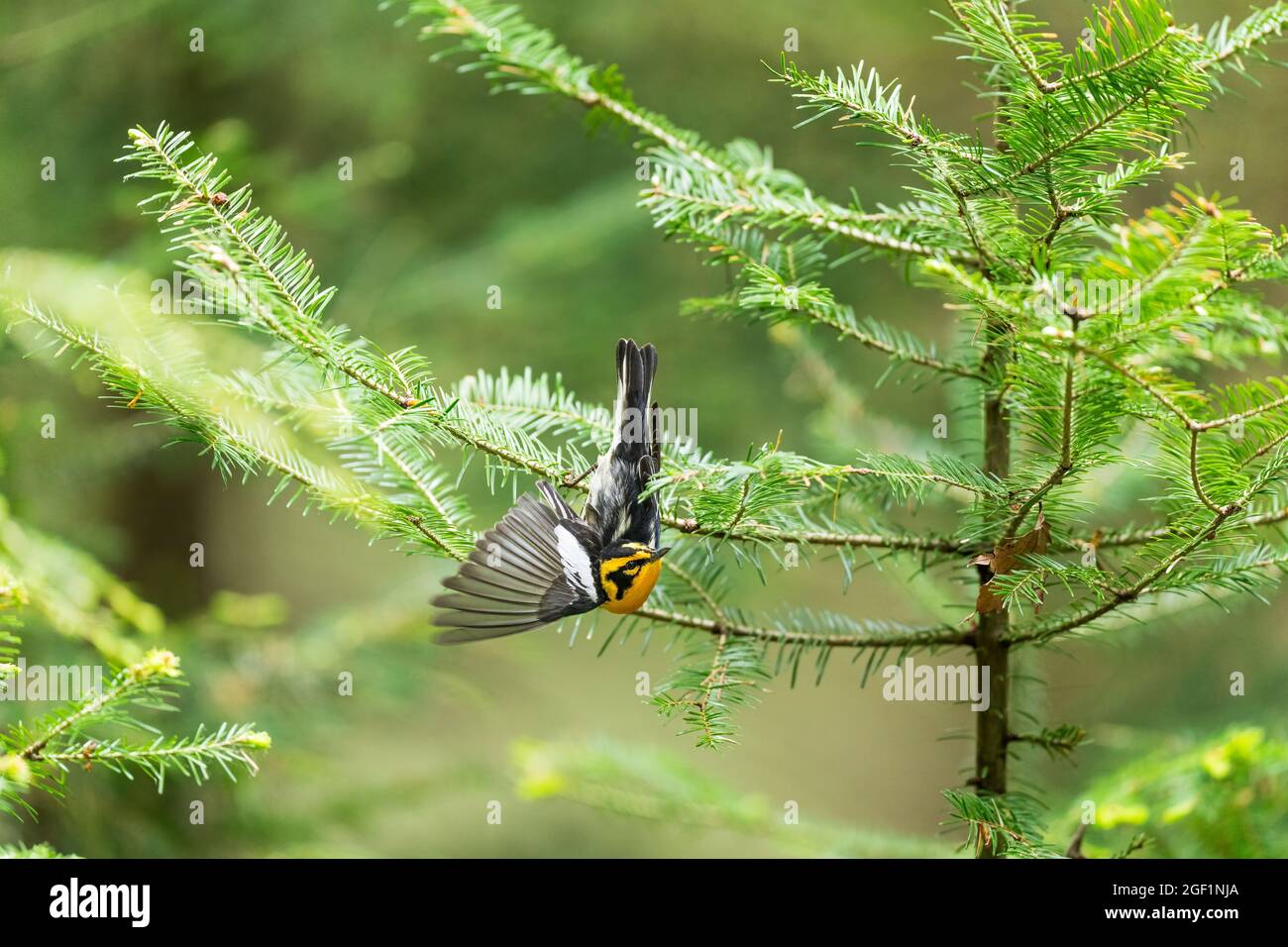 An adult male Blackburnian Warbler ( Setophaga fusca ) opens its wing ...