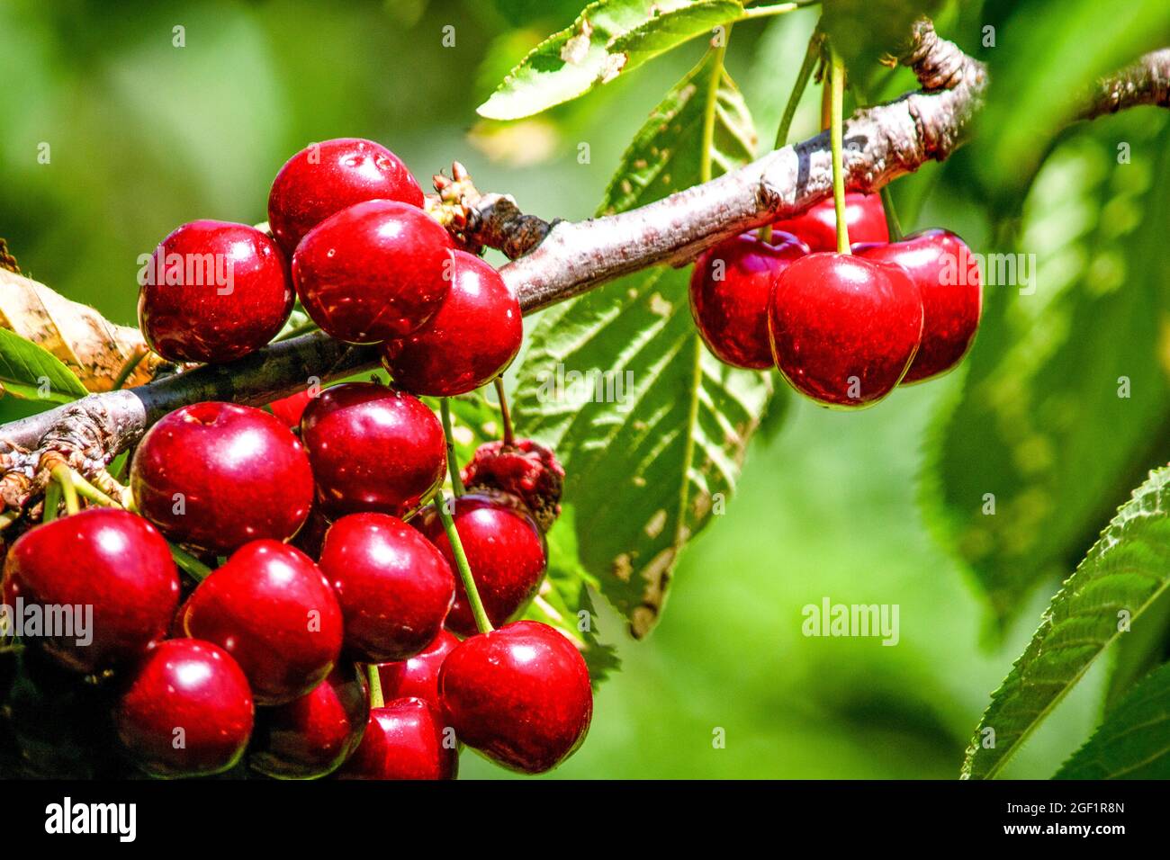 Nice fruits in farm Tasmania island Australia Stock Photo - Alamy