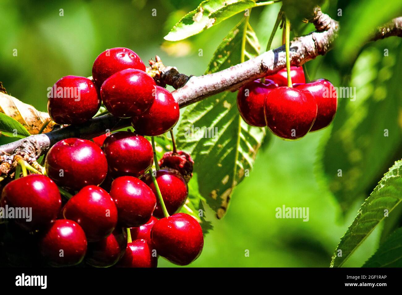 Fruits in farm hi-res stock photography and images - Alamy