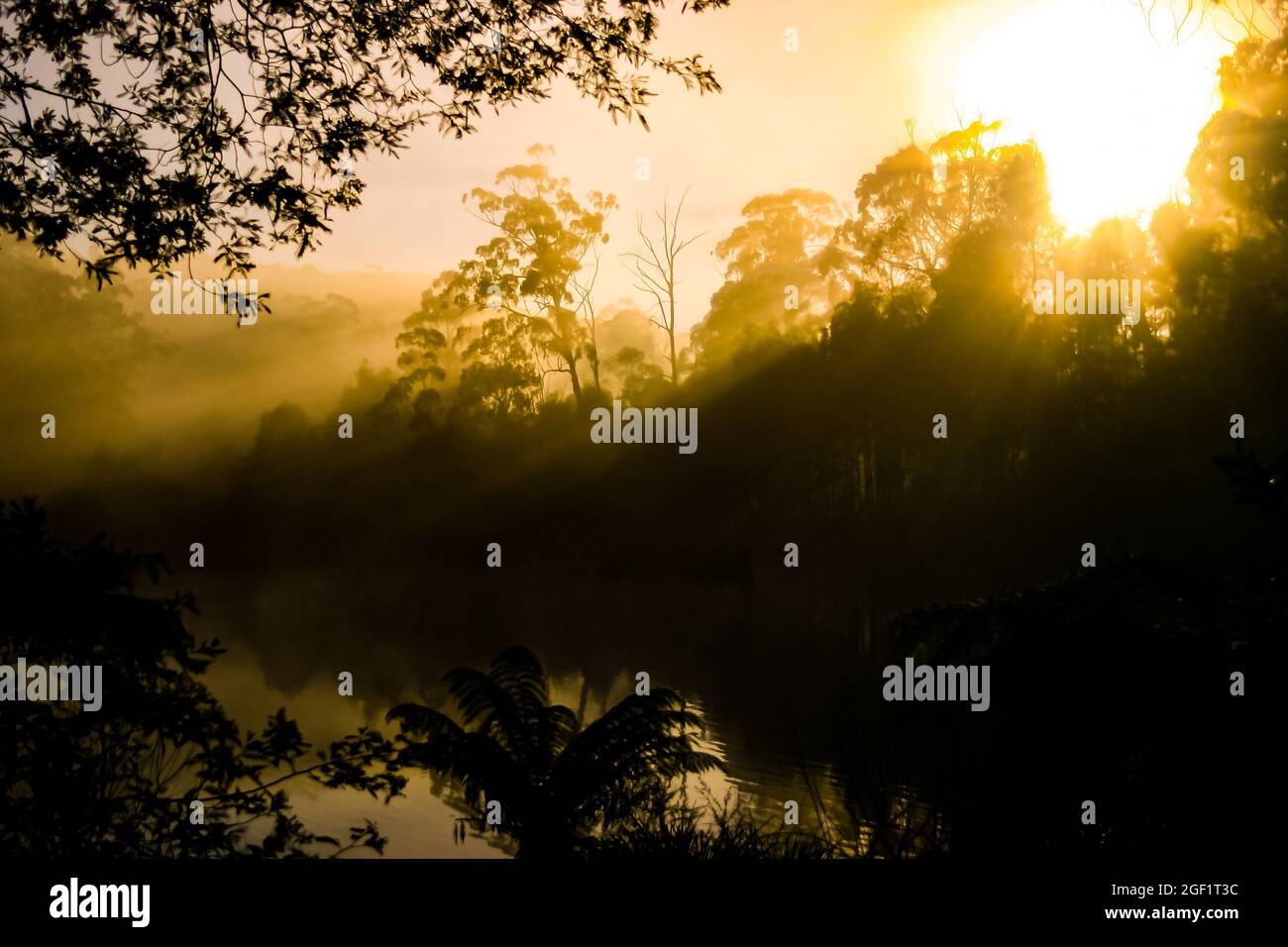Australian forest sun rays hi-res stock photography and images - Alamy