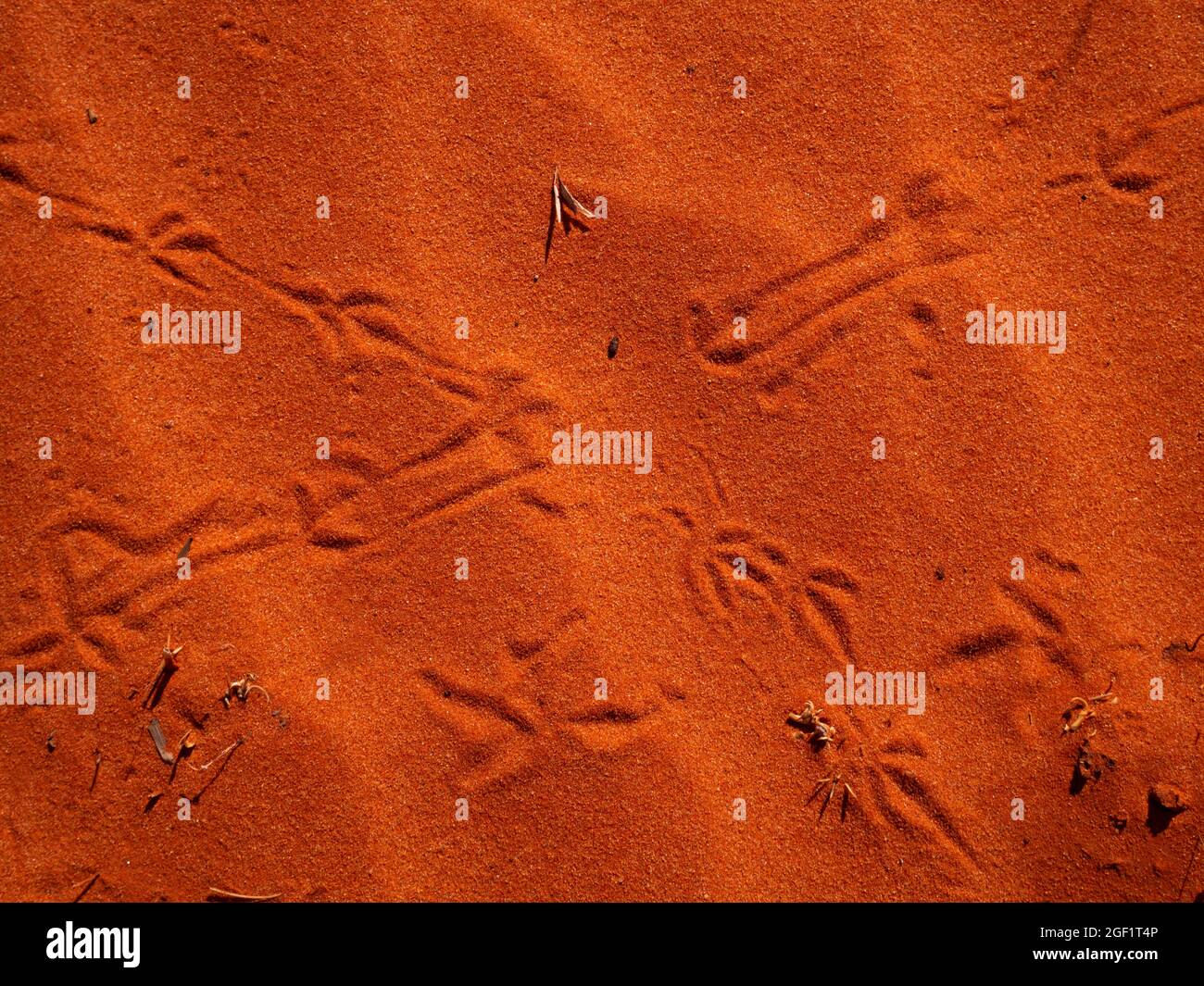 Bird tracks in red sand in outback Central Australia Stock Photo - Alamy