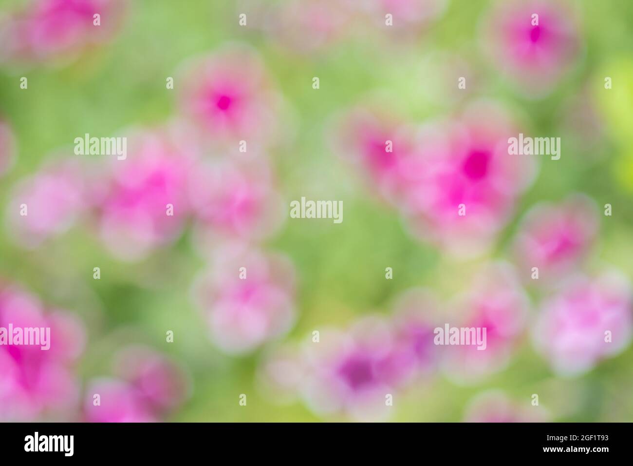 Spring flowers with blurry background hi-res stock photography and ...