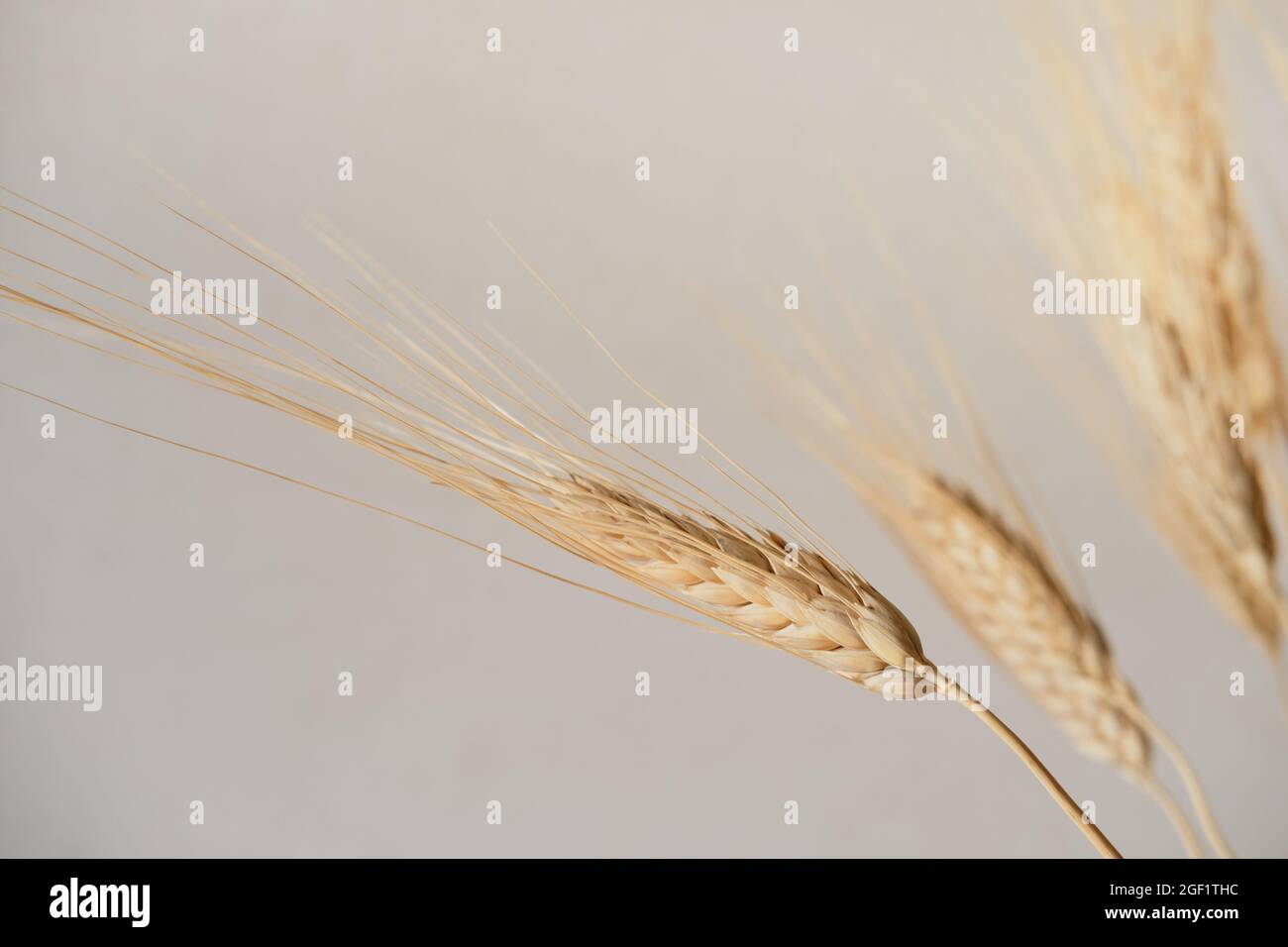 Spikelets of dry rye on a light background. Concept rich harvest. Close ...