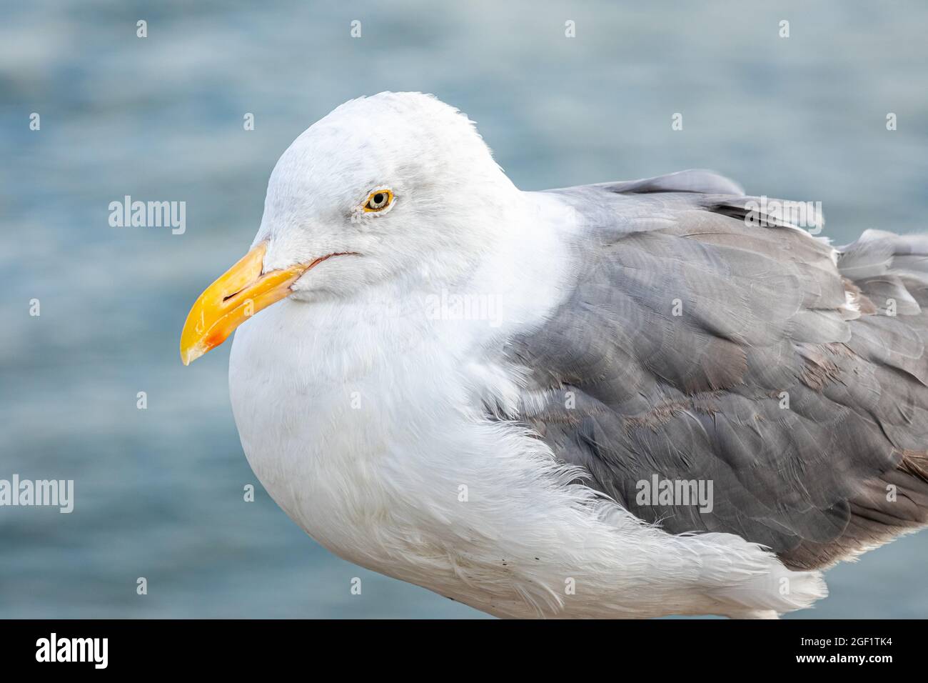Close focus on head and fluffy body of large seagull with yellow beak ...
