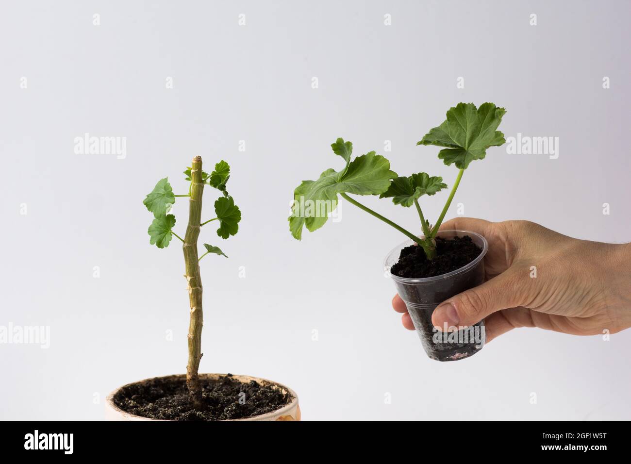 Geranium with cutted top and new grown leaves on stem and cutting of it ...