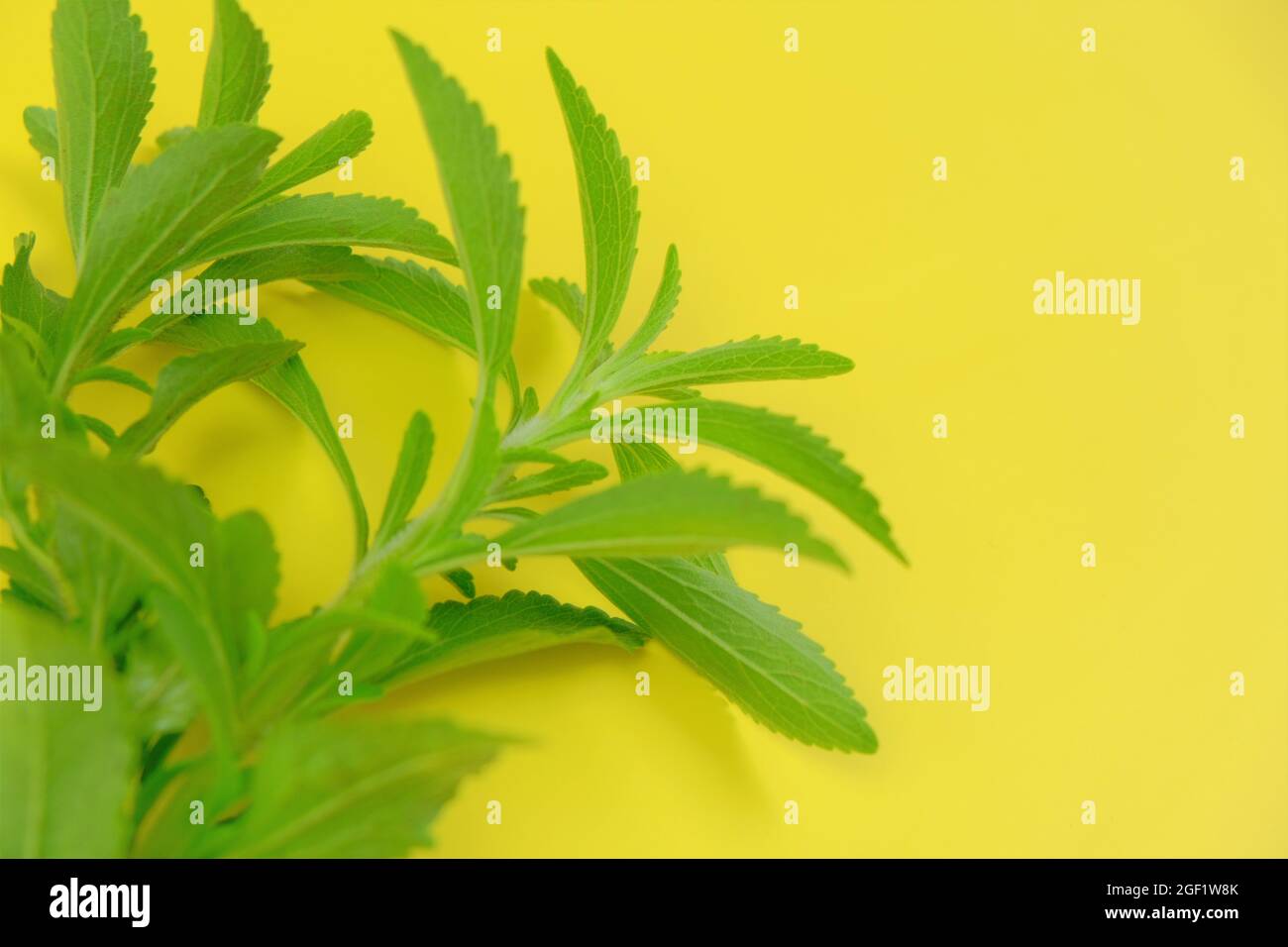 Stevia rebaudiana. Green branches of stevia on bright yellow background ...