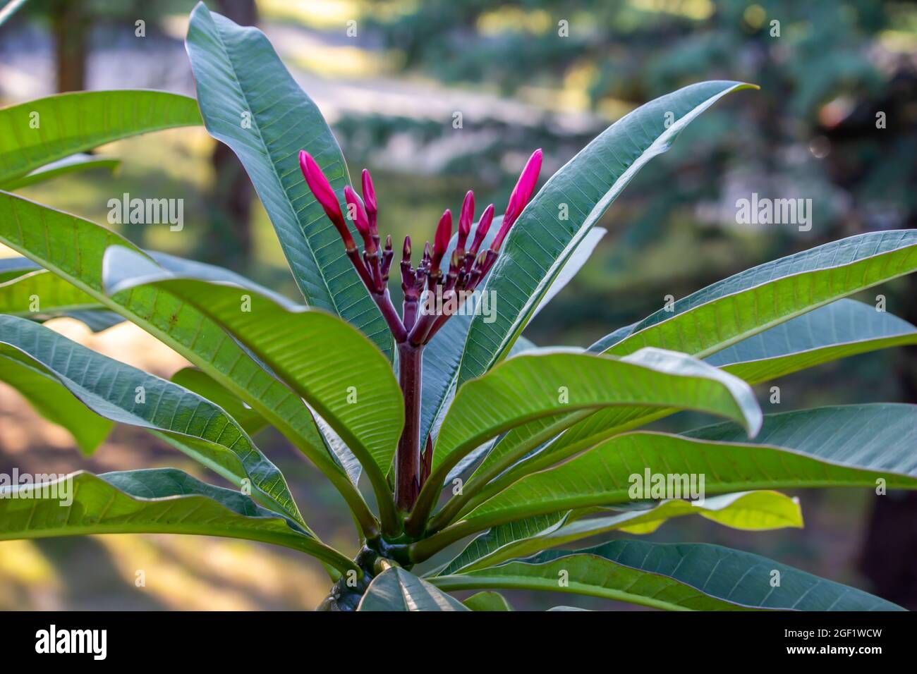 Close-up abstract texture view of budding rosy pink plumeria ...