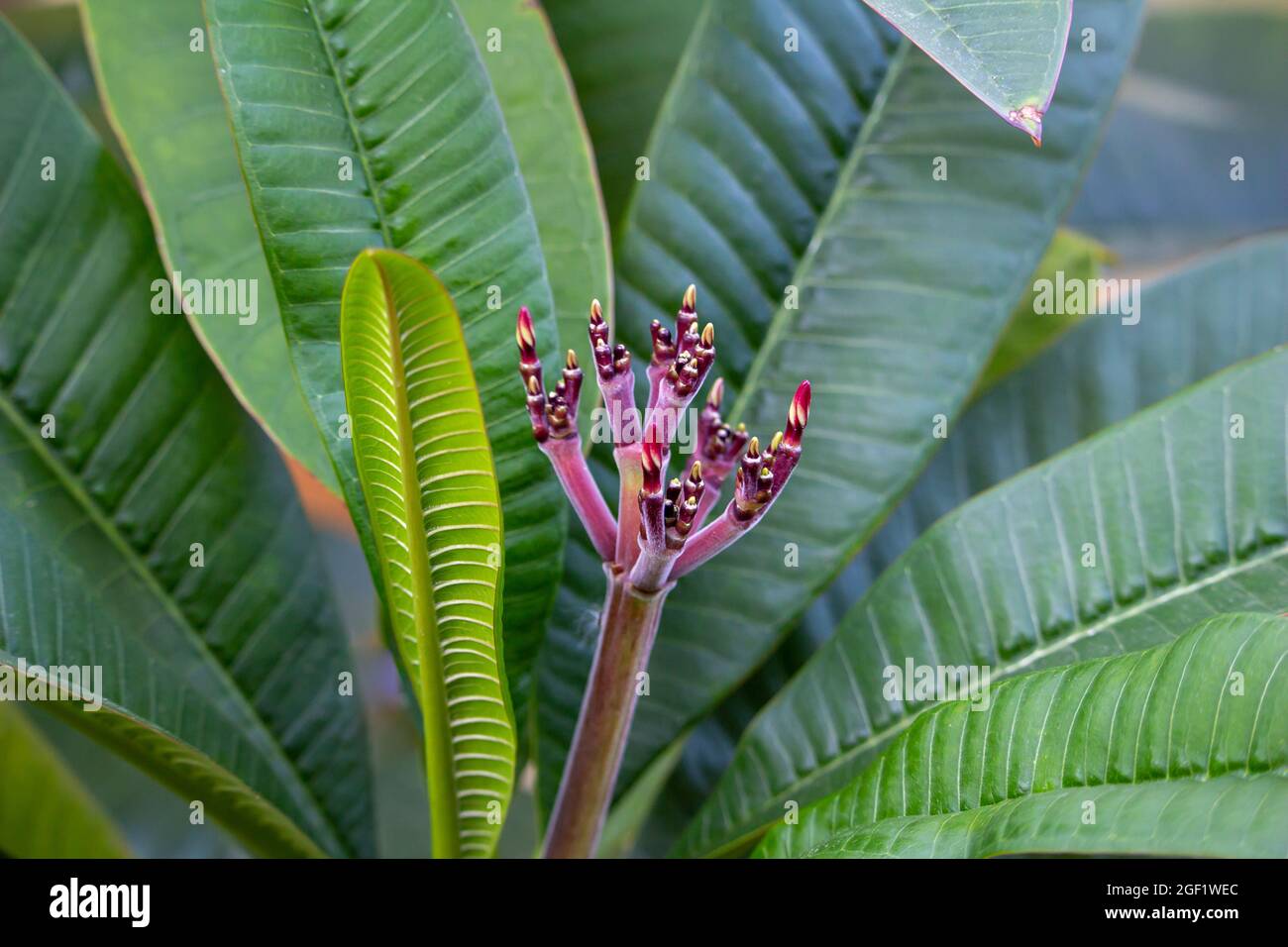 Close-up abstract texture view of budding rosy pink plumeria ...