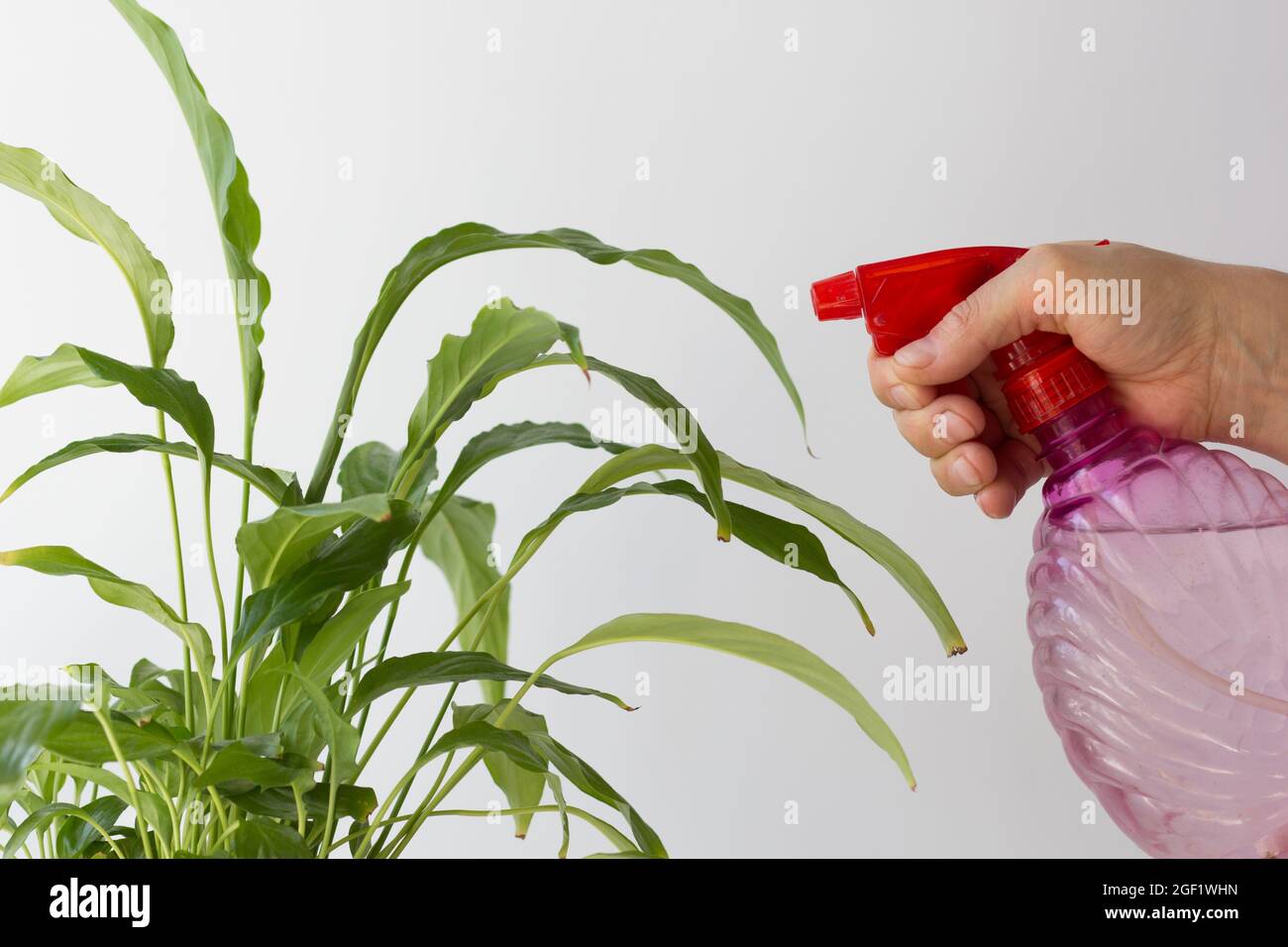 Woman hand spraying with water spathiphyllum using pulverizer Stock ...