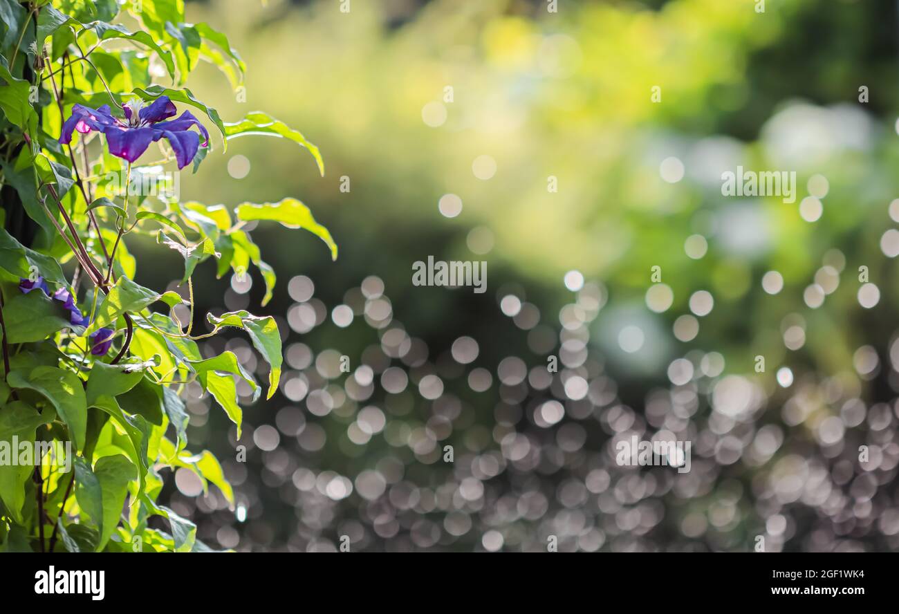 Blurred background, texture, pattern of summer garden and clematis ...