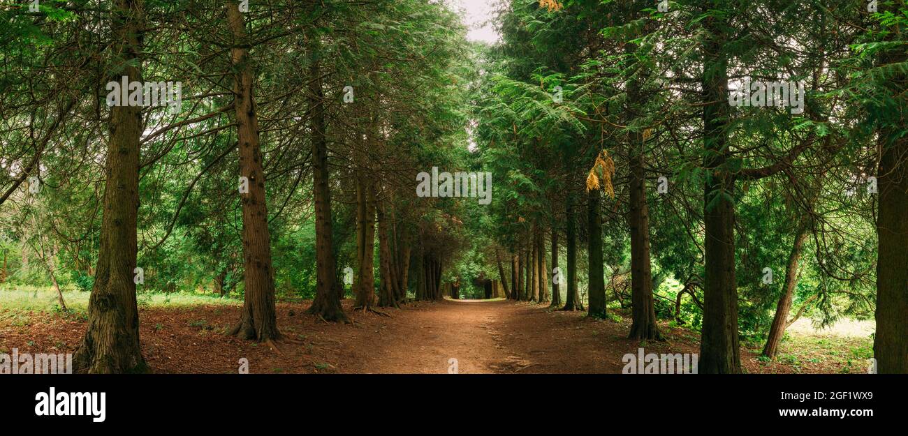 Walkway Lane Path Through Green Thuja Trees In Coniferous Forest ...