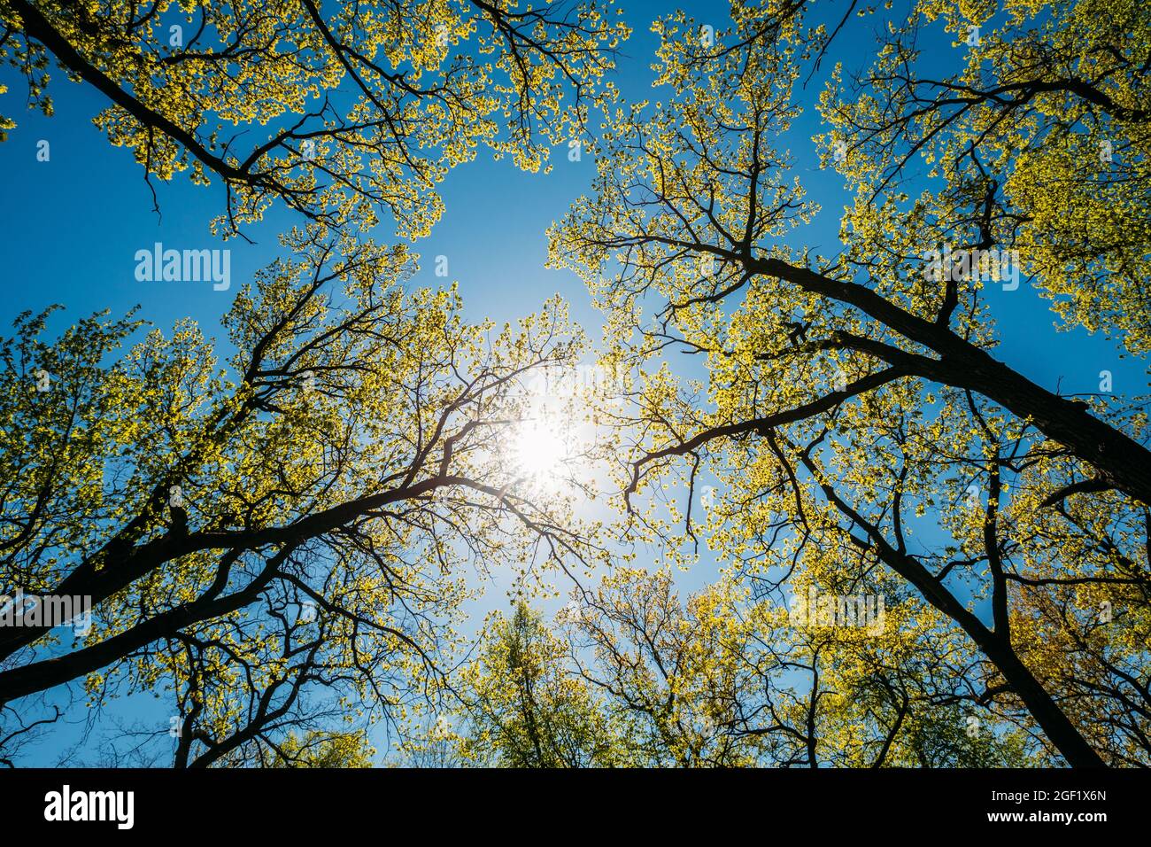 Sun Shining Through Canopy Of Tall Trees With Young Spring Folliage ...