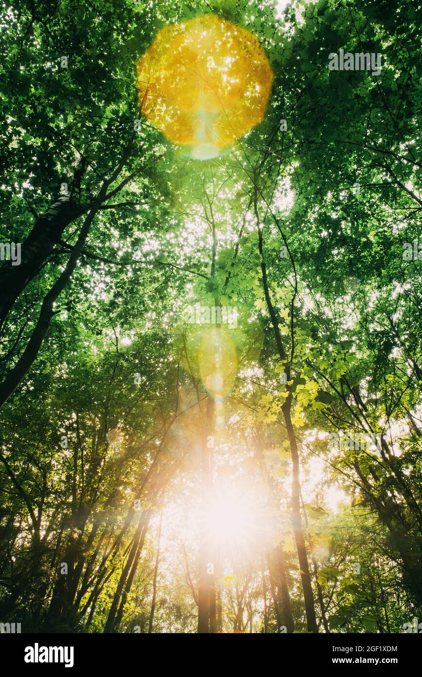 Summer Sun Shining Through Canopy Of Tall Trees. Sunlight In Deciduous ...