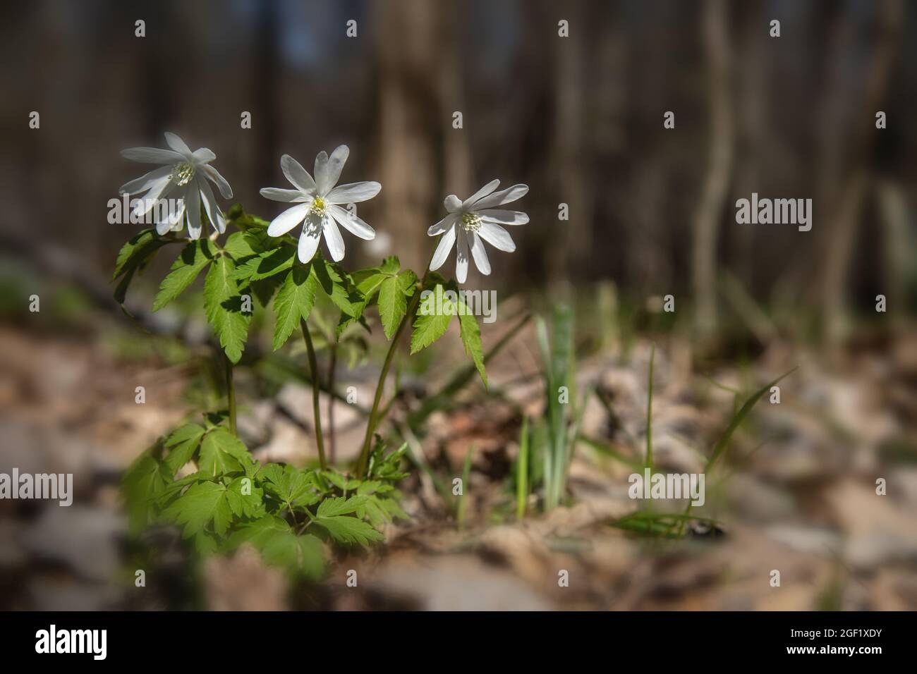 Closeup shot of blooming wood anemone flowers in the forest Stock Photo ...