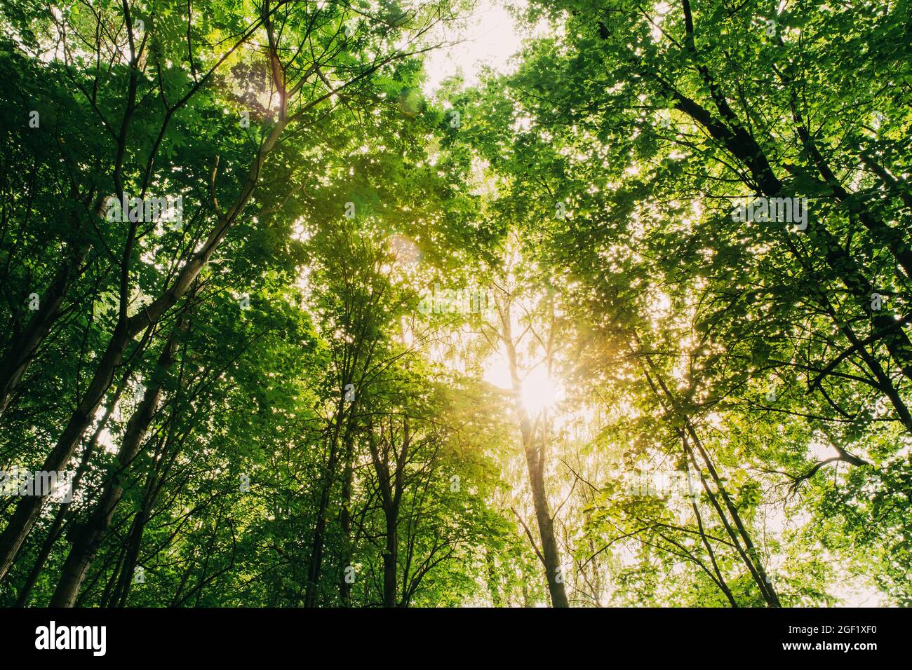 Summer Sun Shining Through Canopy Of Tall Trees. Sunlight In Deciduous ...