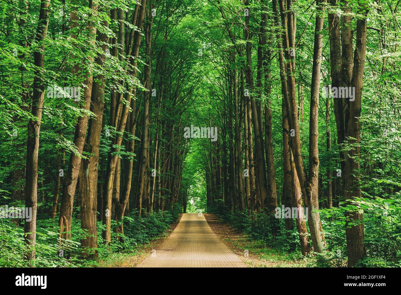 Lime green forest path hi-res stock photography and images - Alamy