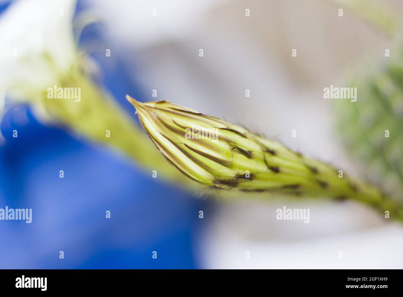 Closeup shot of cactus white bud on a pot Stock Photo - Alamy