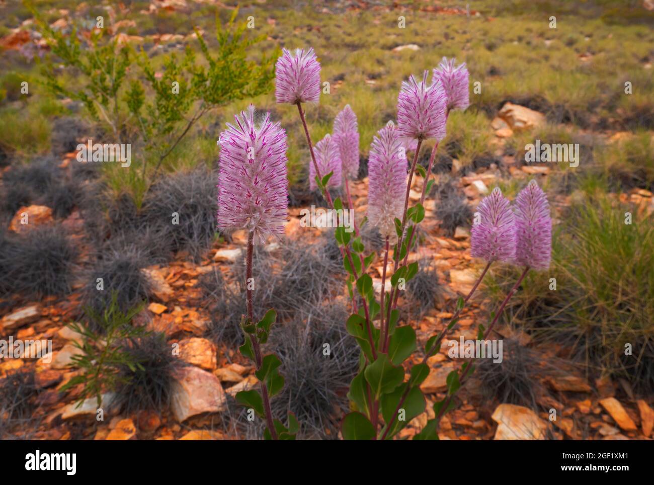 Arid mulla hi-res stock photography and images - Alamy