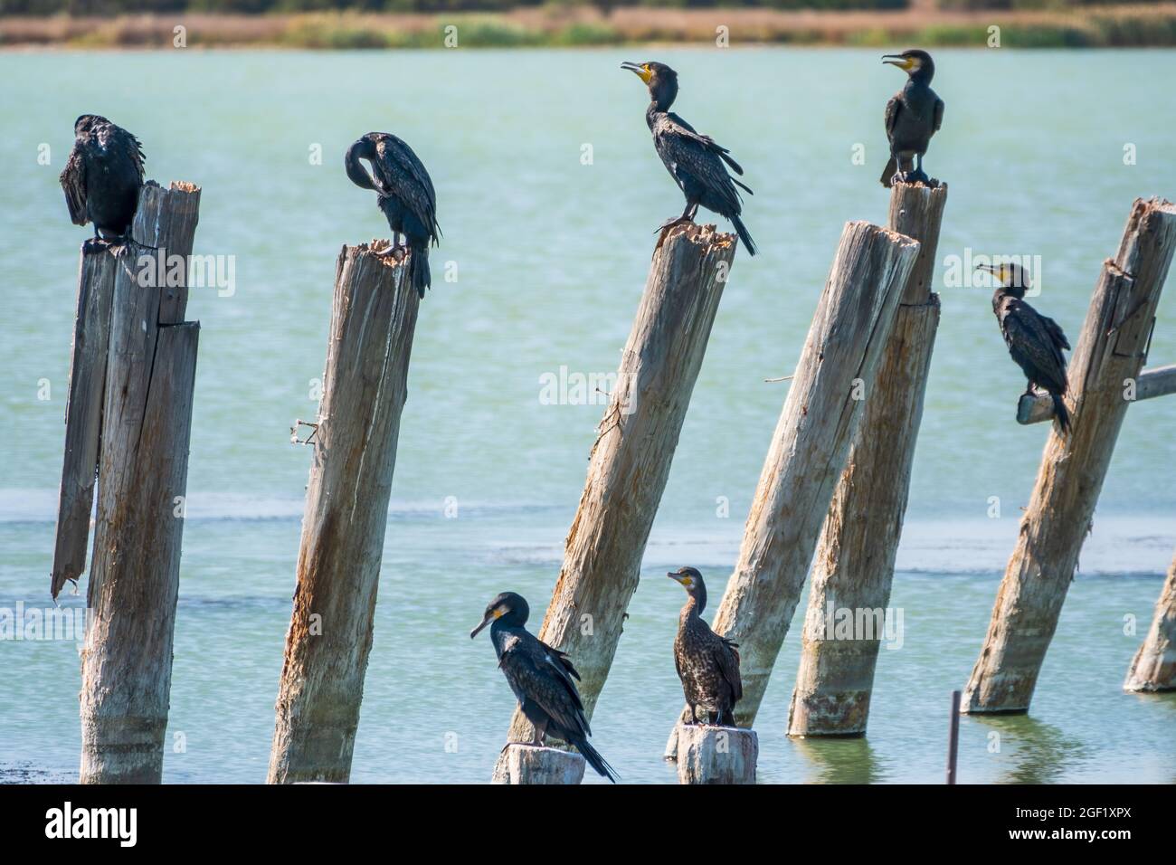A flock of cormorants sits on a old sea pier. The great cormorant ...