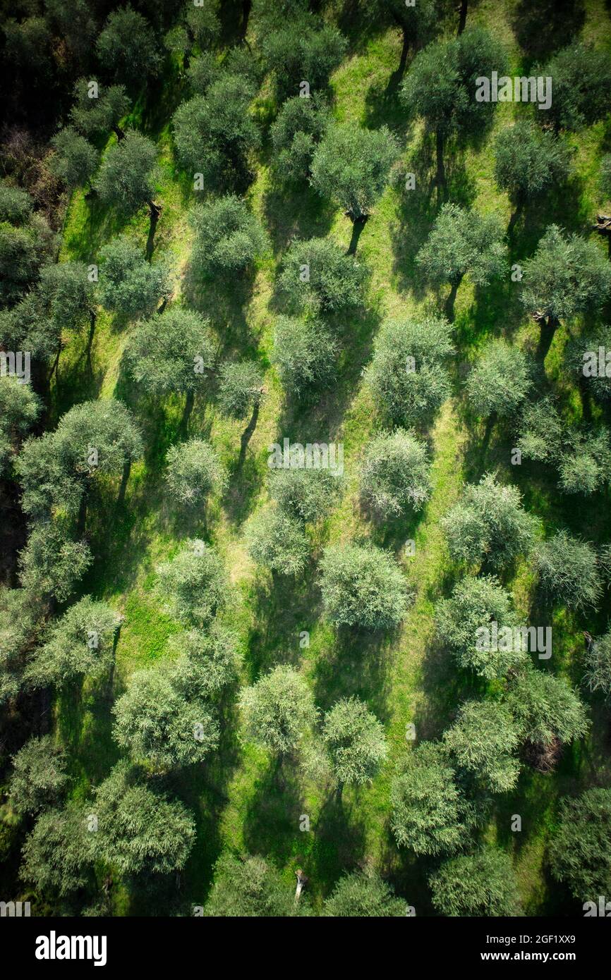 Aerial view of an olive grove area Versilia Italy Tuscany Stock Photo ...