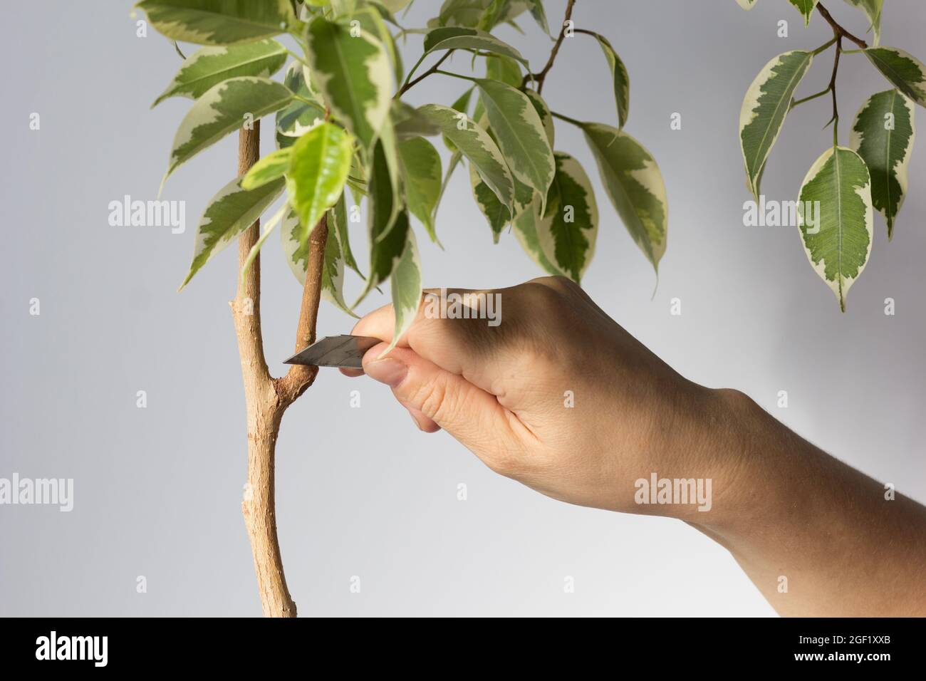 Woman hand holding blade to cut branch from ficus stem or remove part ...