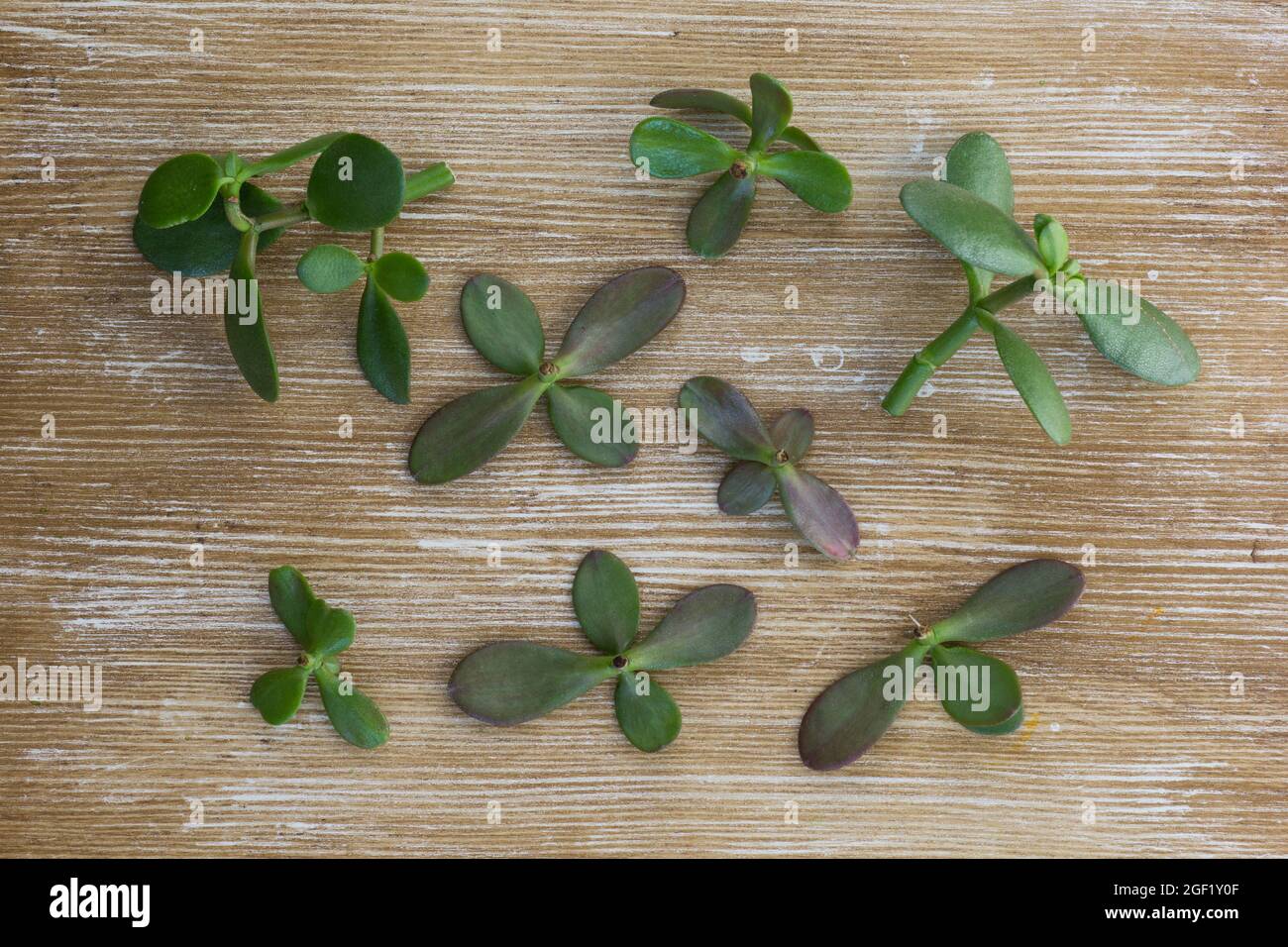 Top view of crassula ovata cuttings to future grow root on wooden ...