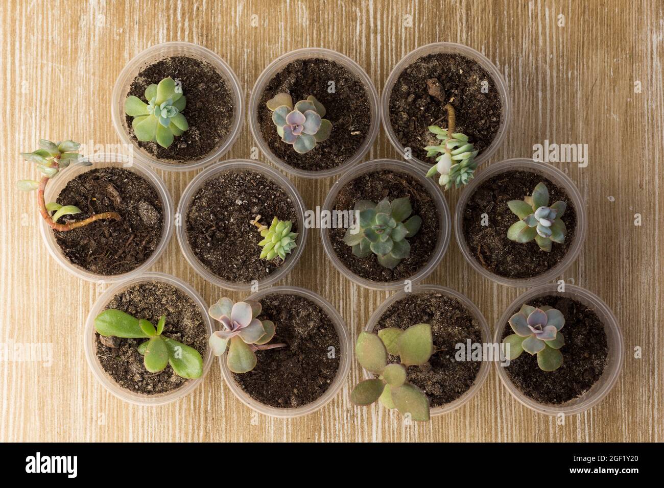 Different succulents hi-res stock photography and images - Alamy